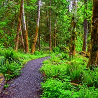 Pack Forest - Forest in Eatonville