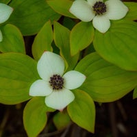 Pack Forest - Forest in Eatonville
