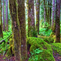 Pack Forest - Forest in Eatonville