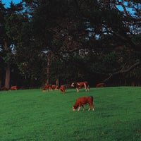 One Tree Hill Domain - Park