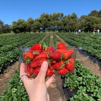 Sorell Fruit Farm - 4 tips from 145 visitors