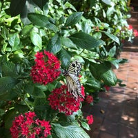 Butterfly Garden at the Museum of Science, Boston - East Cambridge - 5 tips