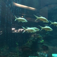 Oceanarium Restaurant (Now Closed) - Waikiki - 26 tips from 945 visitors