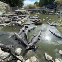 Gator Farm - 6 tips from 231 visitors