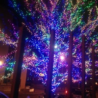 The Magic Tree - Other Great Outdoors in Village of Cherry Hill