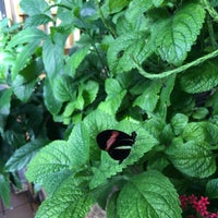 Butterfly Garden at the Museum of Science, Boston - East Cambridge - 5 tips