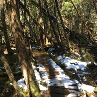 Douglas State Forest - Forest