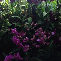 Cartimar Greenland Plants And Orchids - Garden Center in Pasay City ...
