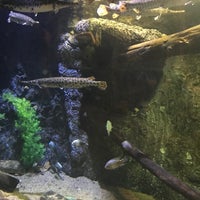 Downtown Aquarium - Downtown Houston - 134 tips from 9199 visitors