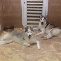 Pet Oasis | واحة الحيوان - الزهراء - Jeddah, Western Province