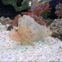 T&T Fish & Reef - Pet Supplies Store