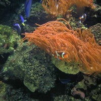 Sea Life London Aquarium - Waterloo - 129 tips