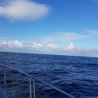 Southern Right Charters whale watching - 6 tips from 87 visitors