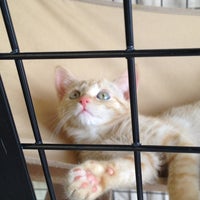 The Cat Connection - 6 tips