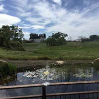 Beckman Vineyards - Vineyard