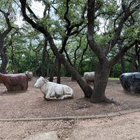 Arboretum Cows - Austin, TX