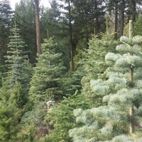 Indian Rock Tree Farm - Camino, CA