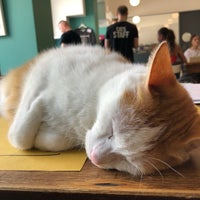 Crazy Cat Cafe - Centrale - 37 tips from 721 visitors