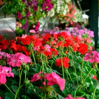 Simmons Farm Rt.19 Market - 4 tips