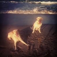 Juno Beach Dog Park - Dog Park in The Bluffs