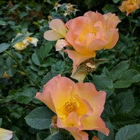 Gray Monk Estate Winery - Lake Country, BC