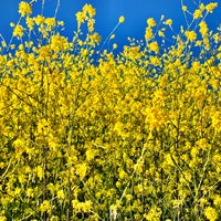 Chesebro Trail - Trail