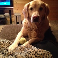 Adogo Pet Hotel - Pet Service in Minnetonka - Hopkins