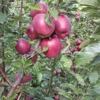 Masker Orchards - 37 tips from 2332 visitors