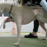 Two Hands Four Paws - West Los Angeles - 2240 Federal Ave