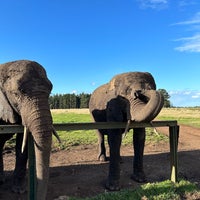 Knysna Elephant Park - 20 tips