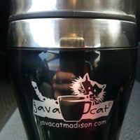 Java Cat - Madison, WI