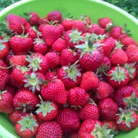 Way Fruit Farm - 8 tips