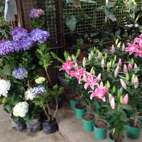Cartimar Greenland Plants And Orchids - Garden Center in Pasay City ...