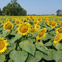 Grinter Farms - 36 visitors