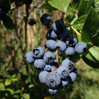 Mercer Slough Blueberry Farm - Farm in Bellevue