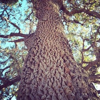 Chesebro Trail - Trail