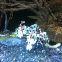 T&T Fish & Reef - Pet Store