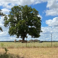 Texas White House - 687 Hodges Ranch Rd