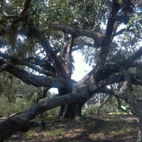 Friendship Oak - Long Beach, MS