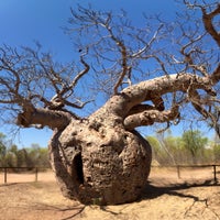 Prison Boab Tree - 40 visitors