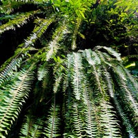 Alexandra Park Connector - Central Region - Along Alexandra Canal