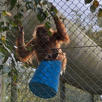 Monkey World - Ape Rescue Centre - Zoo