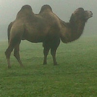 Yorkshire Wildlife Park - Zoo in Doncaster