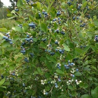 Mercer Slough Blueberry Farm - Farm in Bellevue