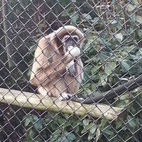 Monkey World - Ape Rescue Centre - Zoo