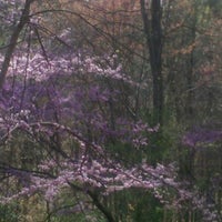 Big Trees Forest Preserve - Sandy Springs, GA