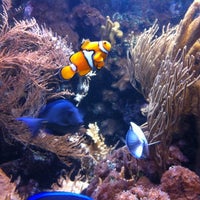 Sea Life London Aquarium - Waterloo - 130 tips