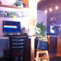 Java Cat - Madison, WI