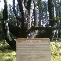 Photos at Octopus Tree - Cape Meares Lighthouse Dr