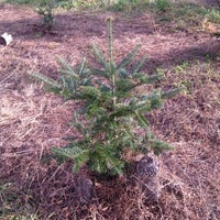 Battenfeld's Christmas Tree Farm - Rhinebeck, NY